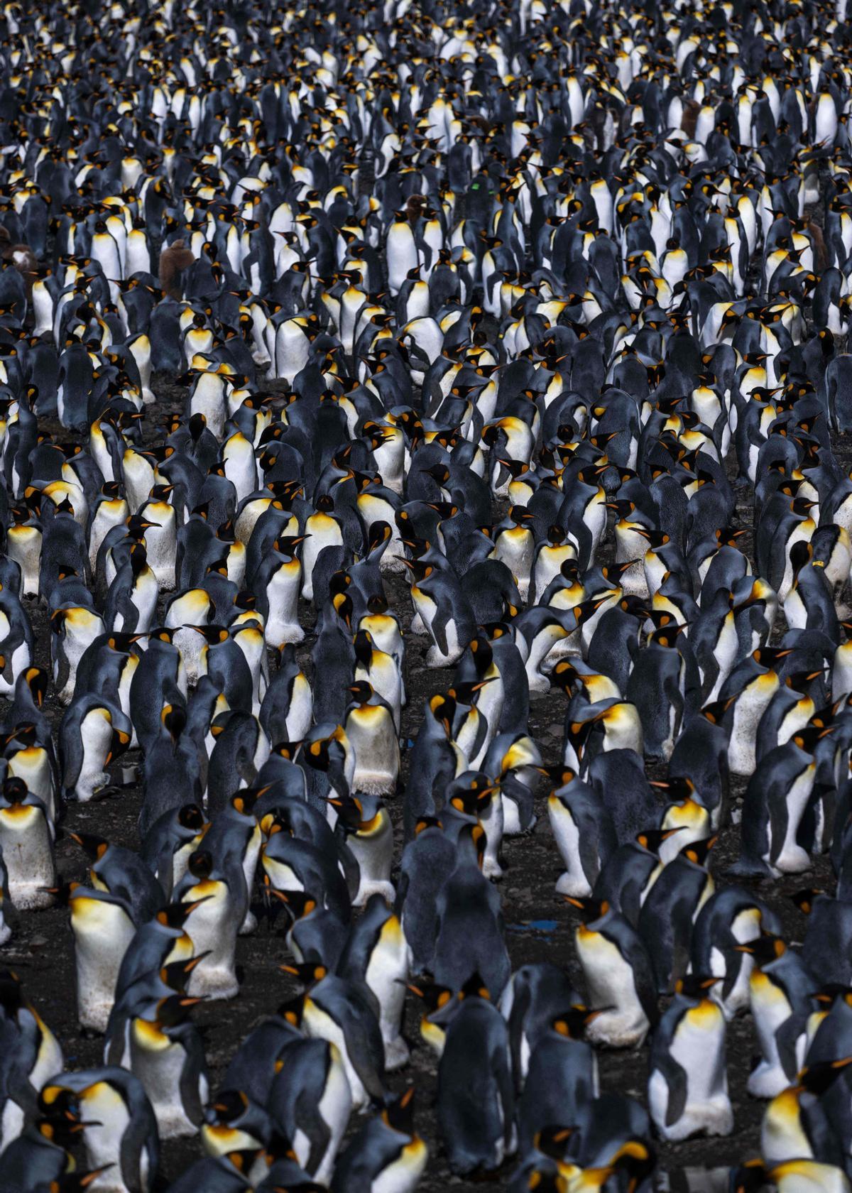 Elefantes marinos rodeados de pingüinos en la Isla Desolación | FOTOS