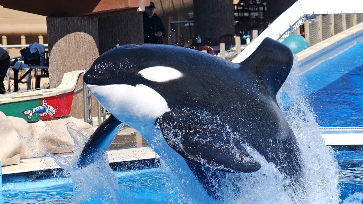 Querida orca Ulises, por Miqui Otero