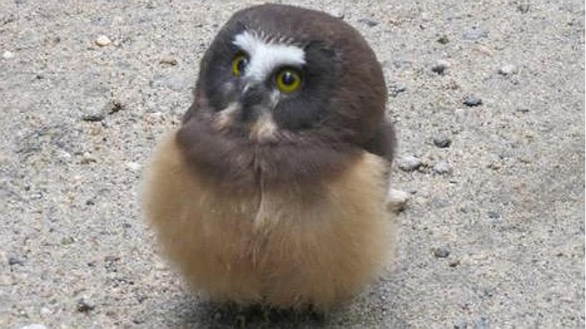 Una cría de búho conversa con un sheriff de Colorado