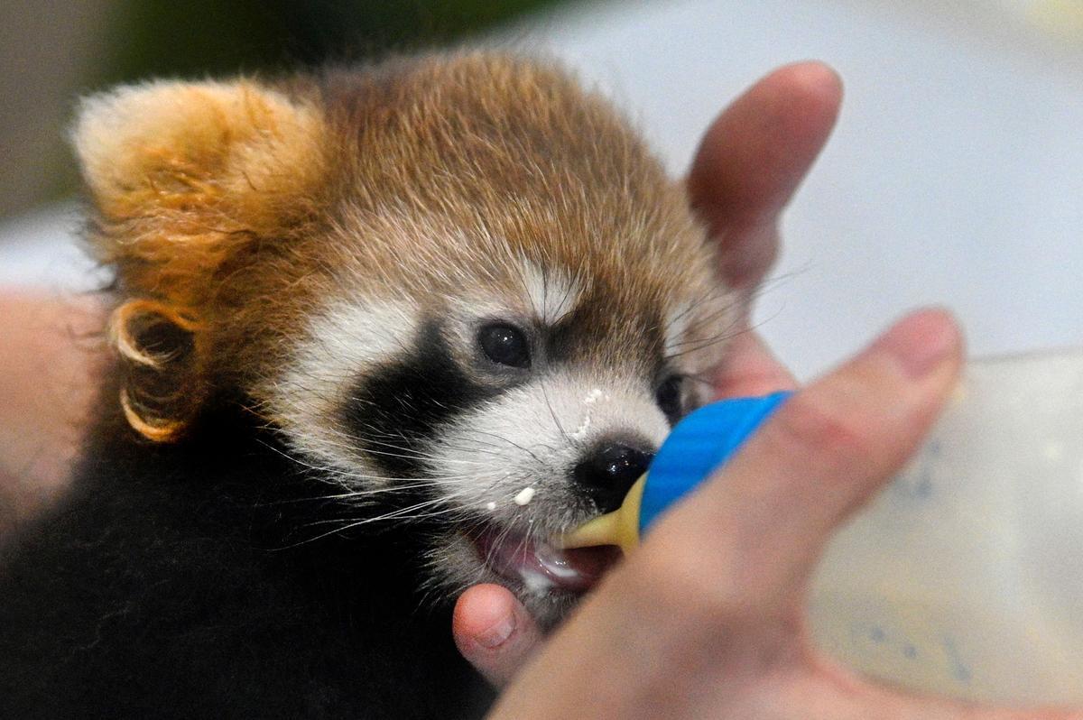 Dos cachorros de panda rojo, presentados en Yokohama (Japón) | FOTOS