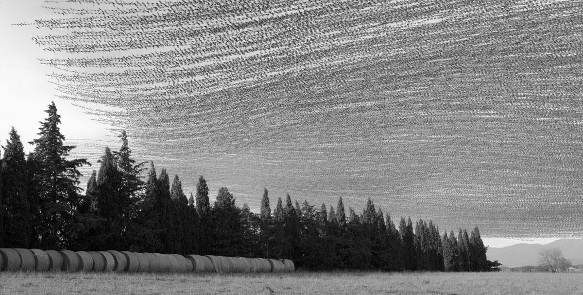 'Ornithographies', de Xavi Bou: Así escriben los pájaros en el cielo ...