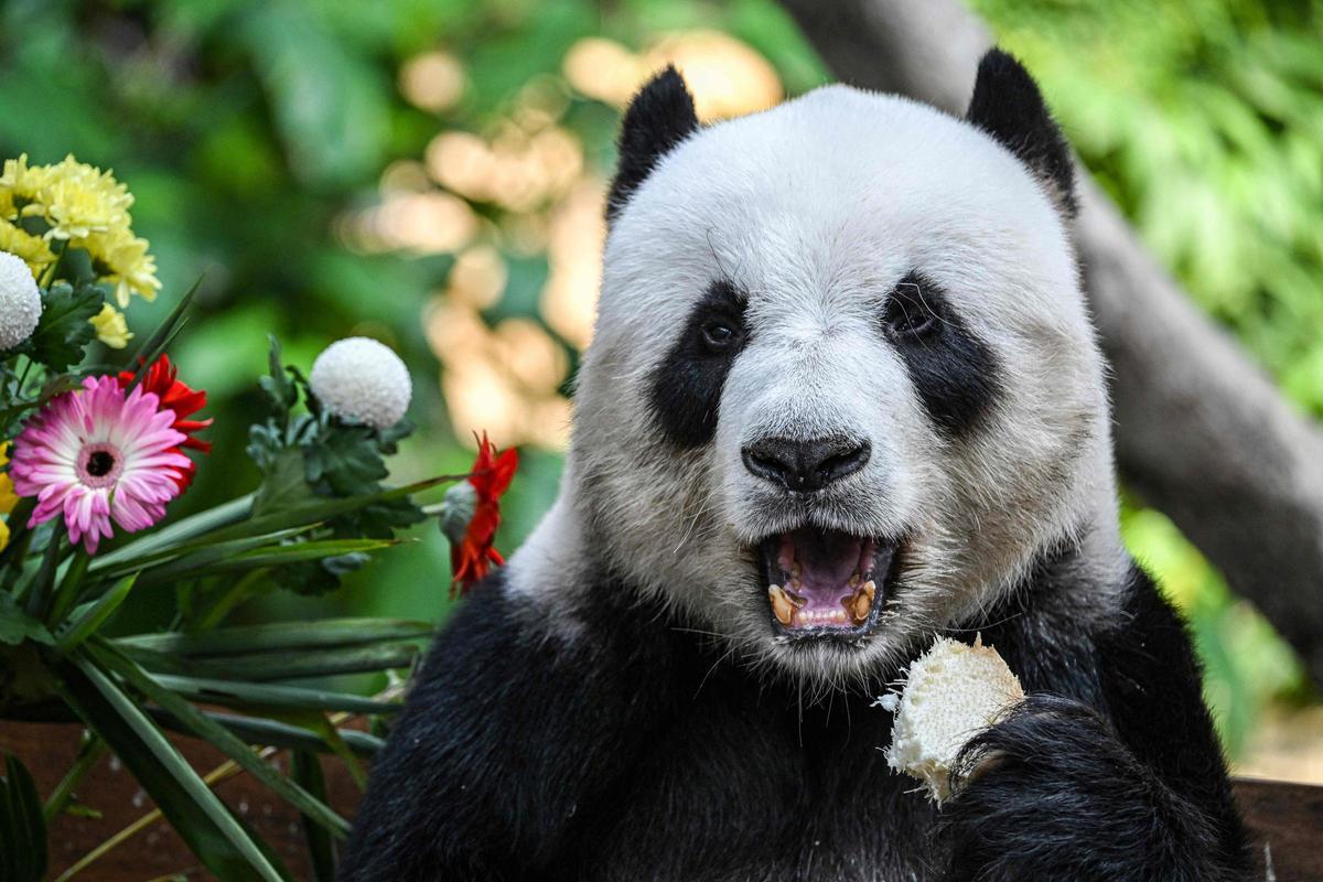 Xing Xing, el panda gigante de Kuala Lumpur, cumple 17 años | FOTOS