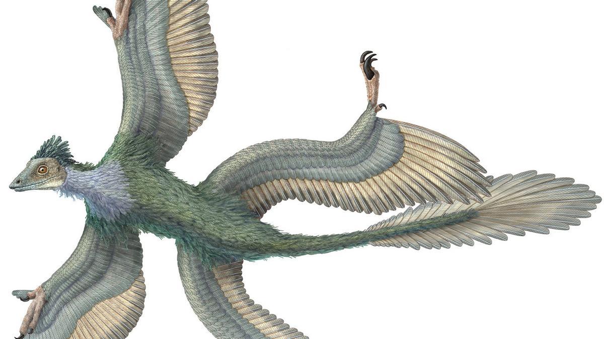 ¿Qué animal se ha hallado en el estómago de un dinosaurio Microrráptor?