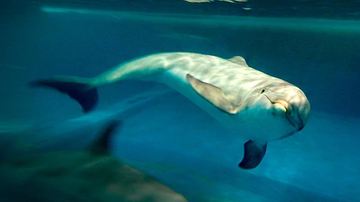 Colau sospesa cinc alternatives per als dofins del Zoo de Barcelona