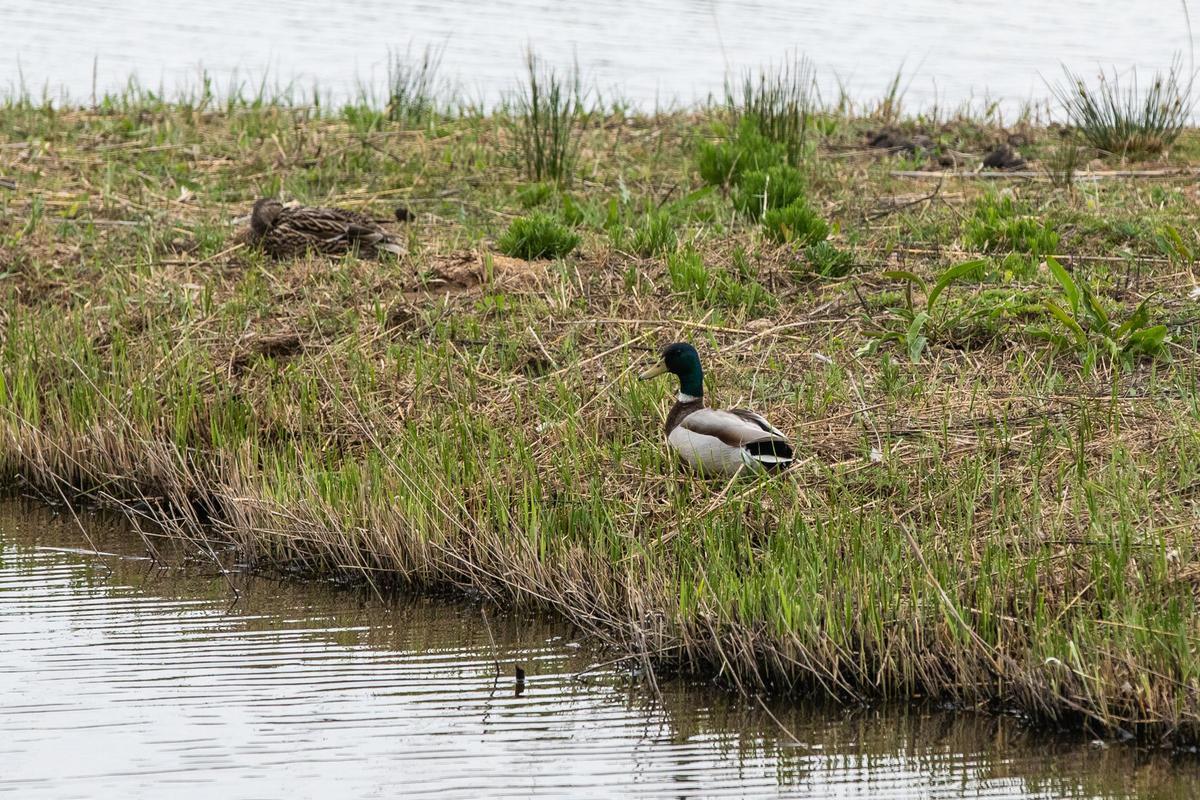El Remolar-Filipines, humedales de la desembocadura del rio Llobregat ...