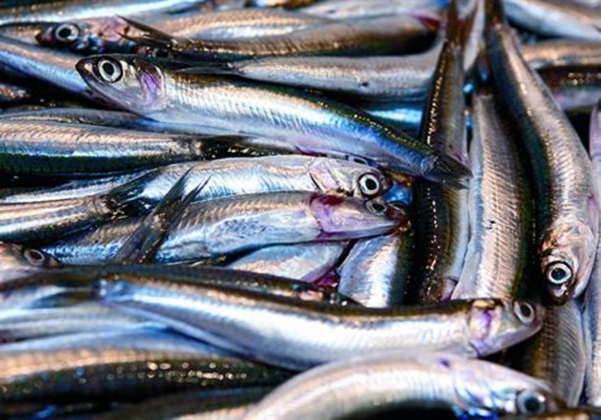 El pescado de los tres nombres