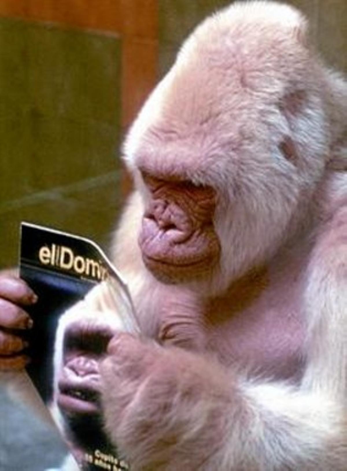 La respuesta de Copito de Nieve sobre el zoo de BCN: "Me matasteis en vida"