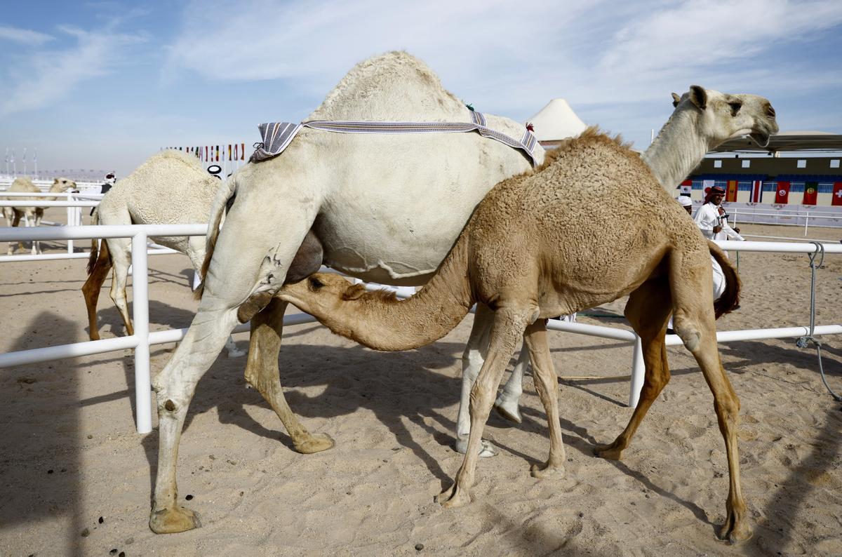 Concurso de belleza de camellos en Qatar | FOTOS