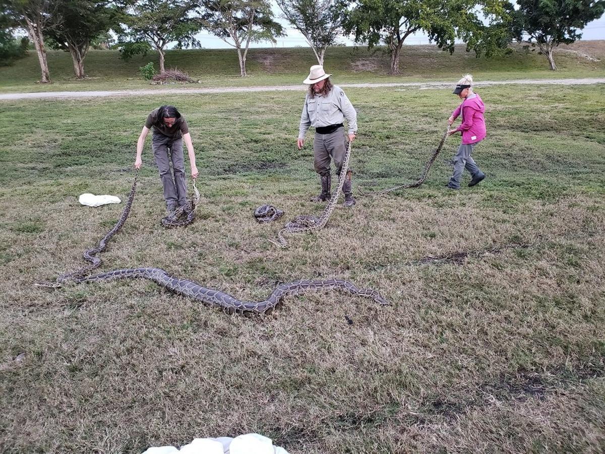 Florida elimina 5.000 pitones birmanas de la reserva de los Everglades