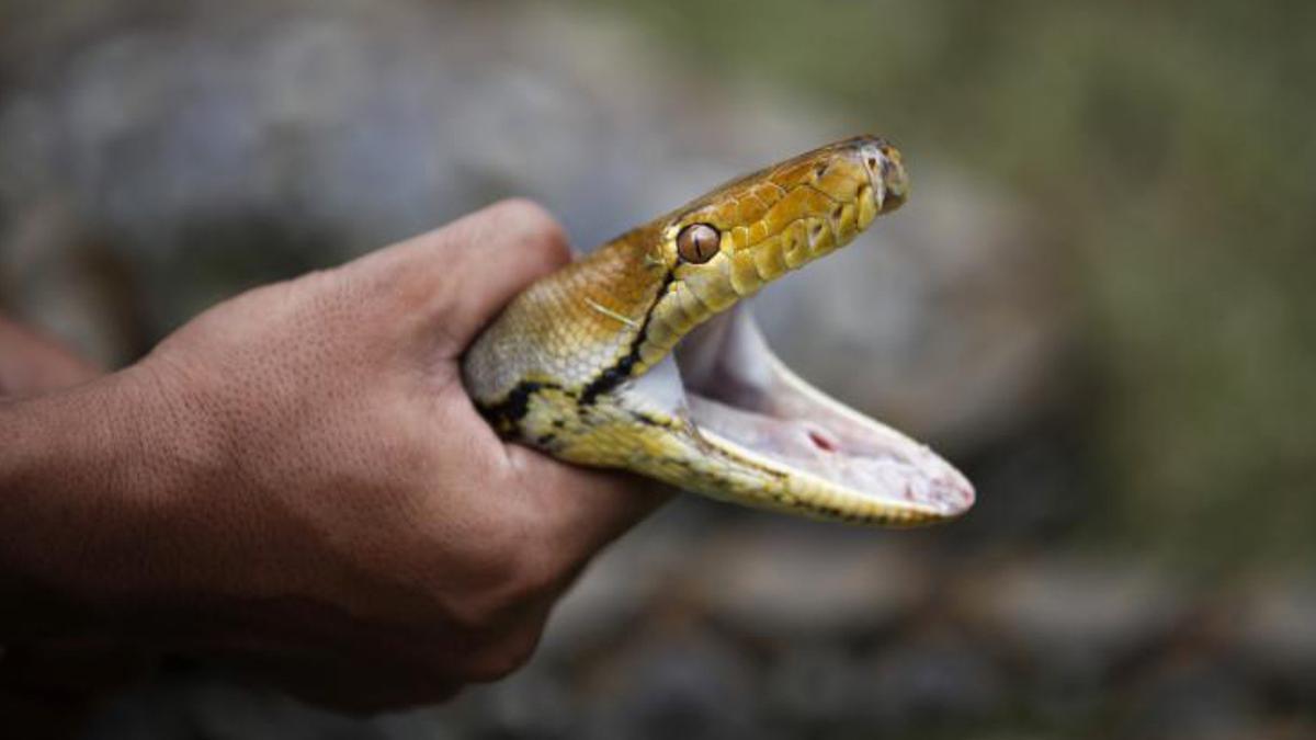 Un seminario para aprender a atrapar serpientes en Bangkok