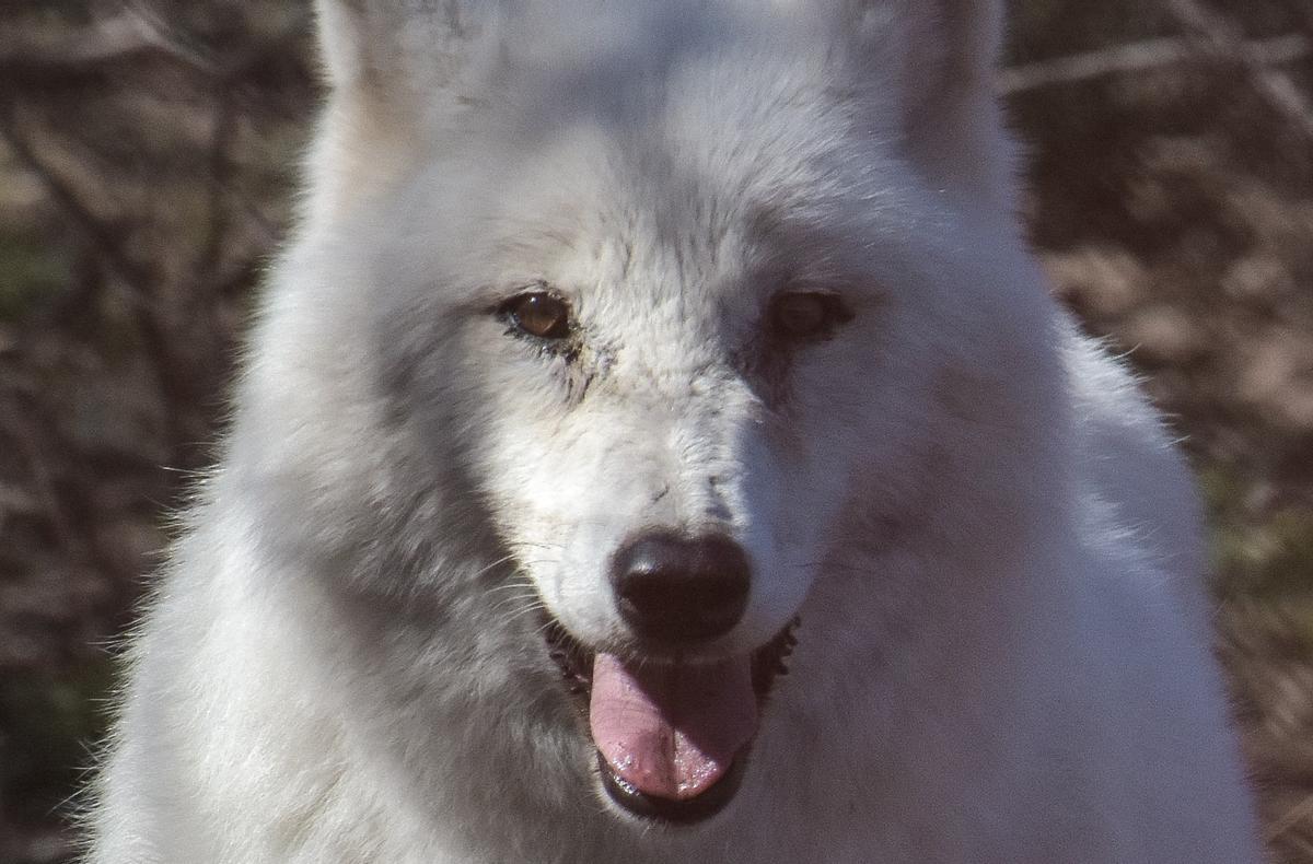 Clonen amb èxit el primer exemplar de llop àrtic