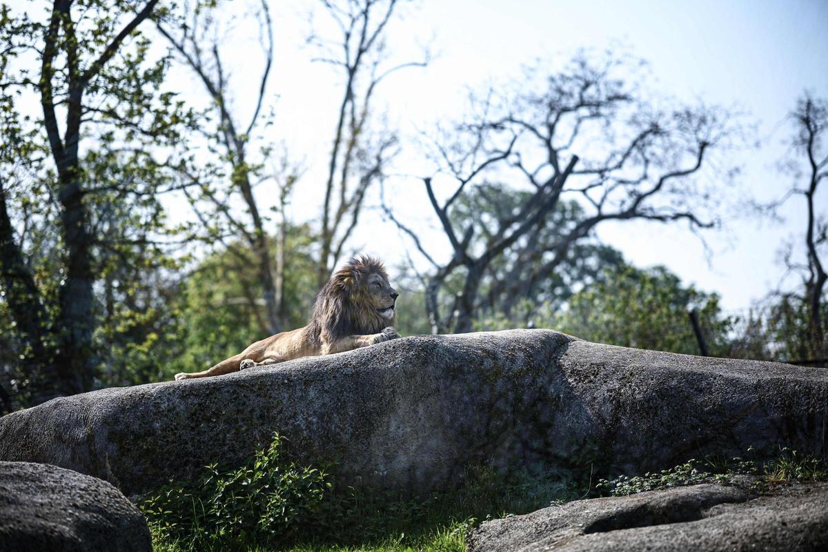 Visita al Zoo de París, en Vincennes | FOTOS