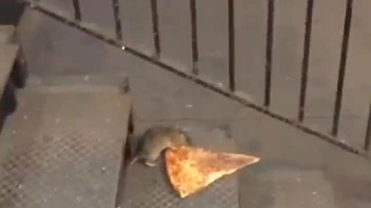 Vídeo en el que se ve a una rata neoyorquina intentando llervarse un ...