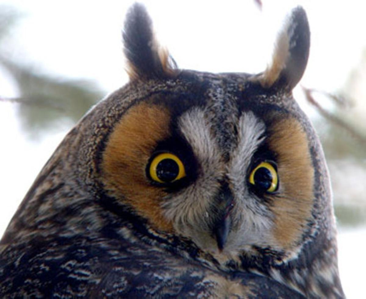 Pep Cruz, el búho orejudo