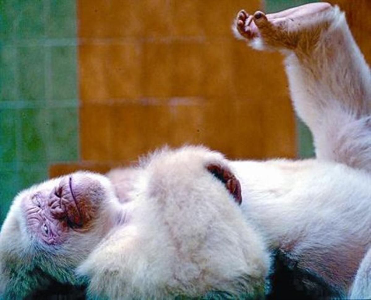 Lo que queda de Copito