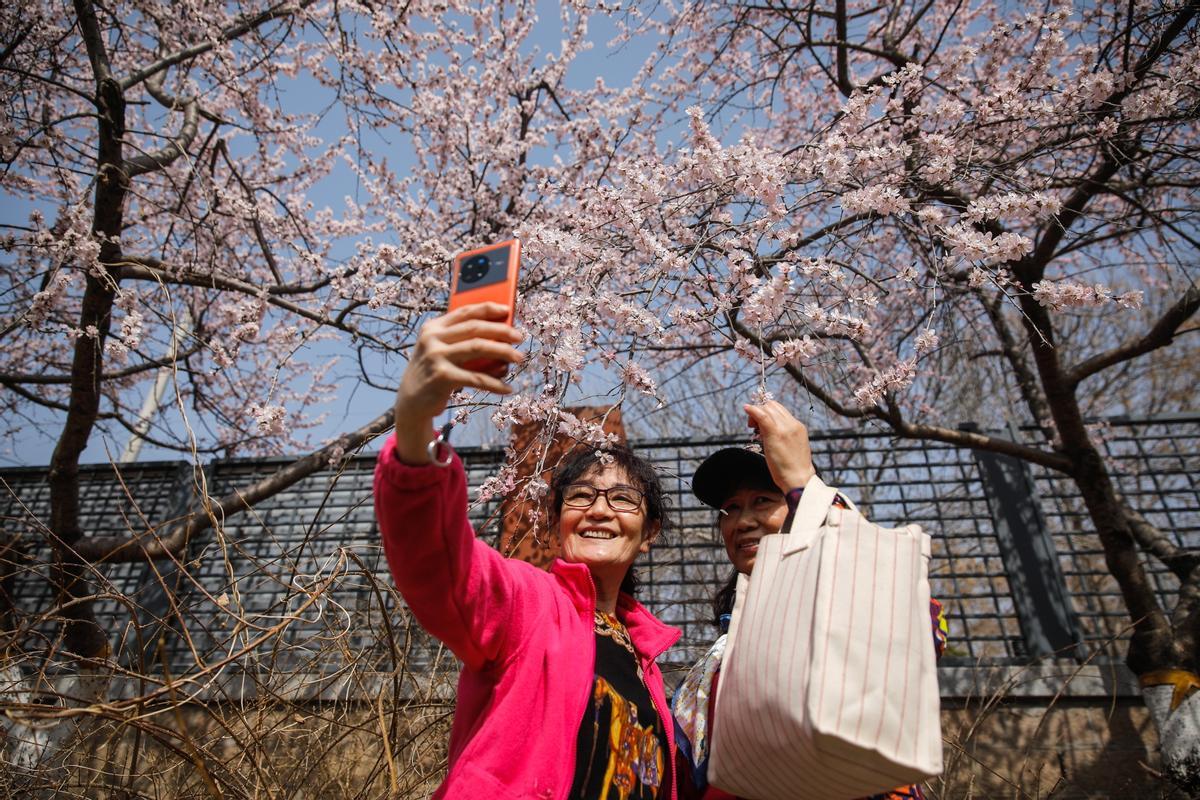 Florecen los primeros cerezos en Pekín | FOTOS
