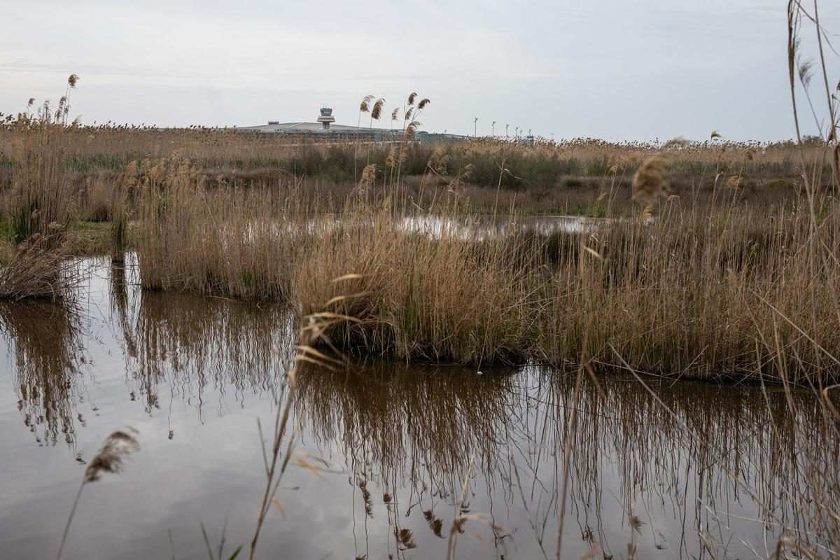El Remolar-Filipines, humedales de la desembocadura del rio Llobregat ...