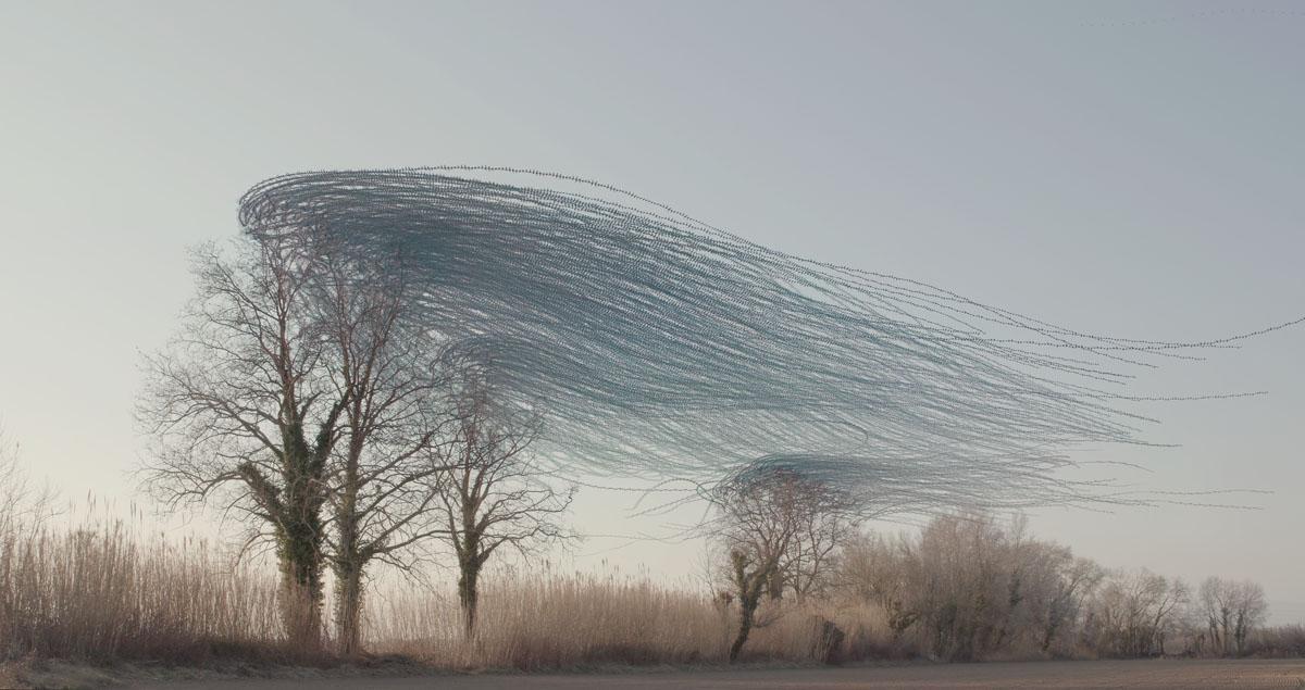 'Ornithographies', de Xavi Bou: Así escriben los pájaros en el cielo ...