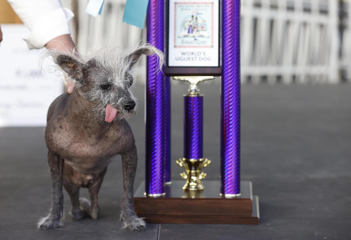 Estos son los perros más feos del mundo | FOTOS