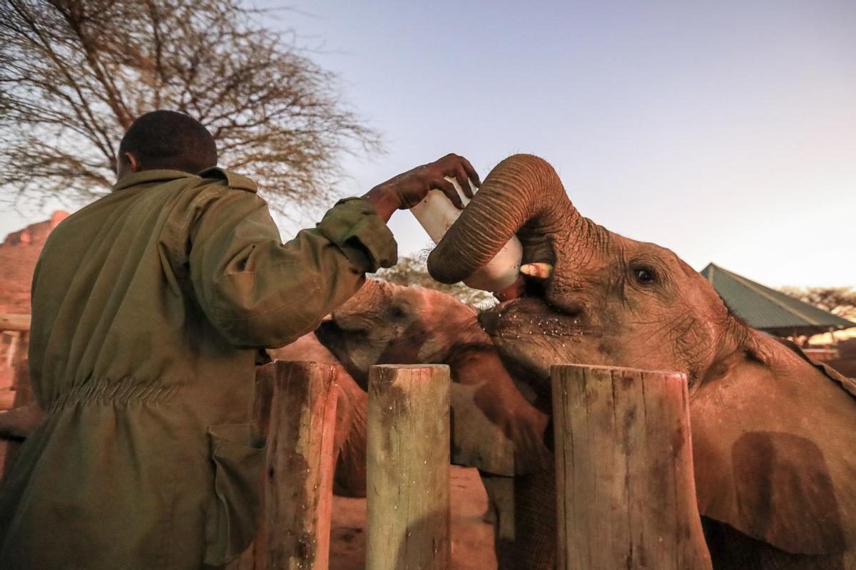 La sequía en Kenia afecta a los elefantes | FOTOS