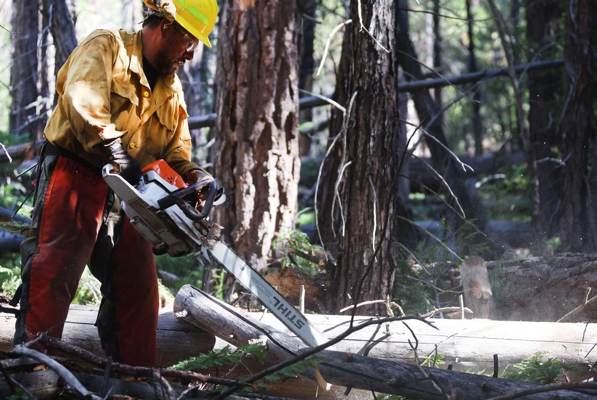 El Servicio Forestal de EE. UU. trabaja para proteger a las secuoyas ...