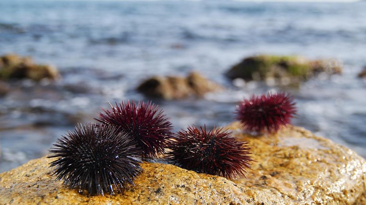 Recetas | Consejos para cocinar erizos de mar