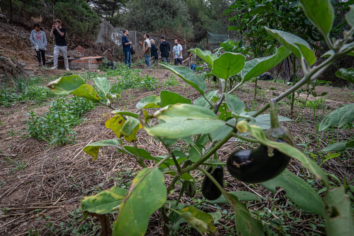 ‘El hort d’en Tomàs’ resiste al desalojo ordenado por el Ayuntamiento ...