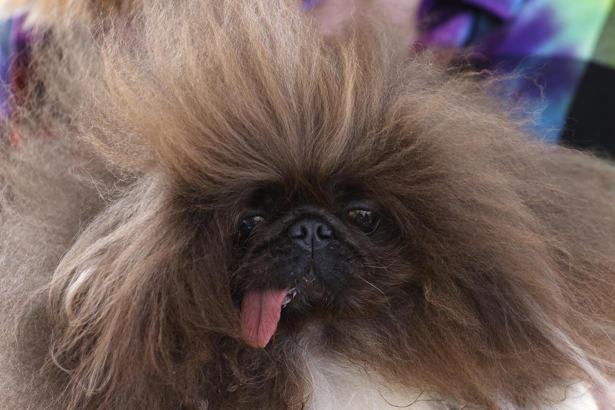 Estos son los perros más feos del mundo | FOTOS