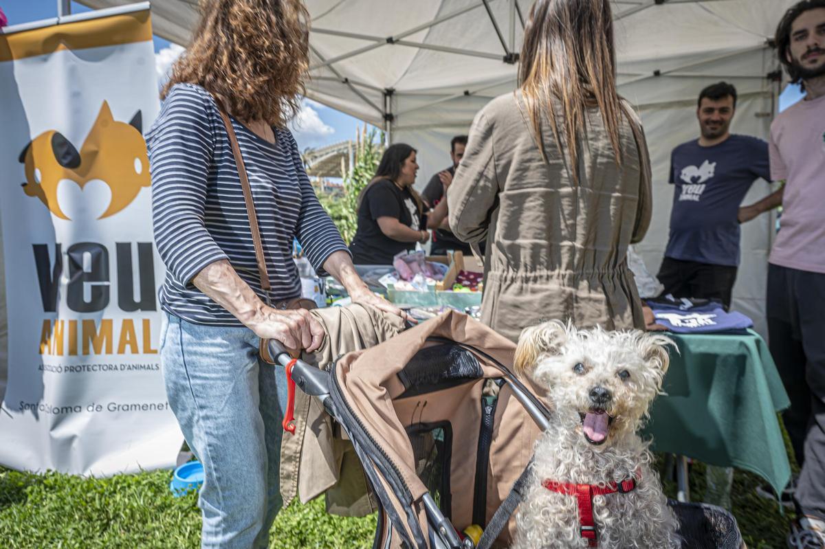 Can We Run Barcelona