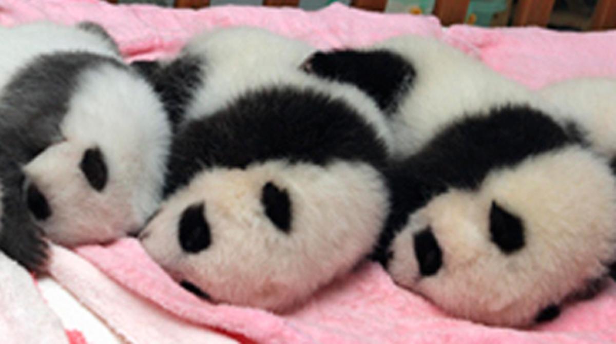 12 cachorros de panda gigante hacen su debut ante un público emocionado.