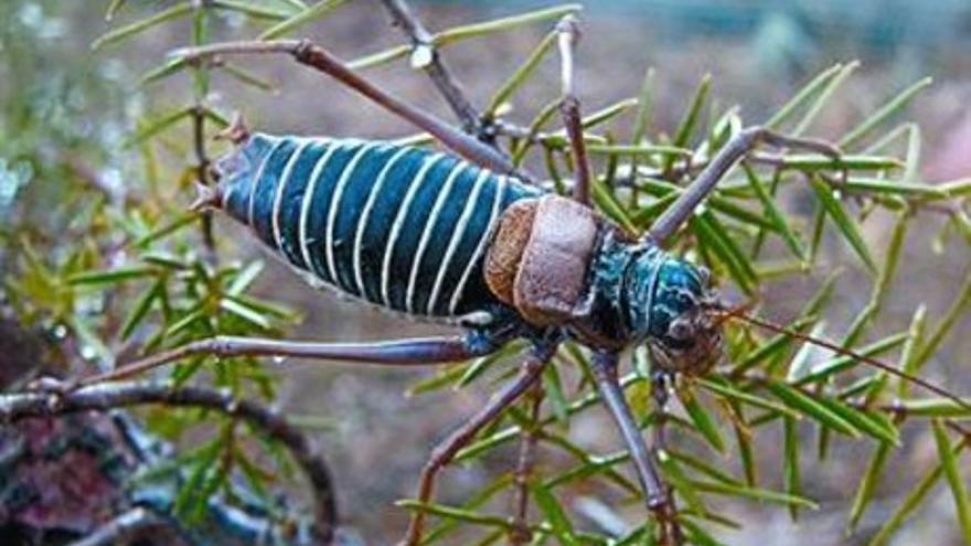 Una chicharra de leyenda