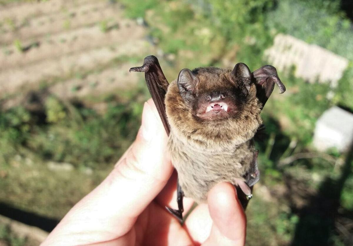 Los murciélagos homologan el Eixample como hogar