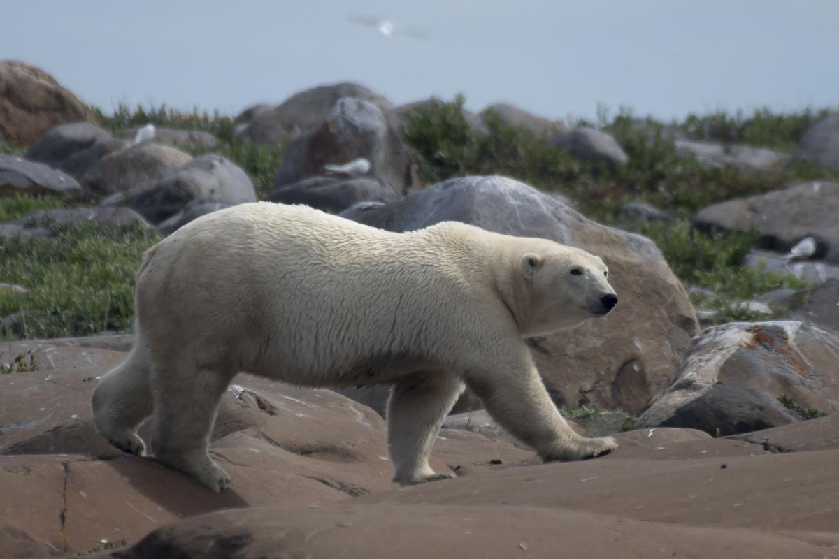 Así viven los osos polares en Hudson Bay (Canadá) | FOTOS