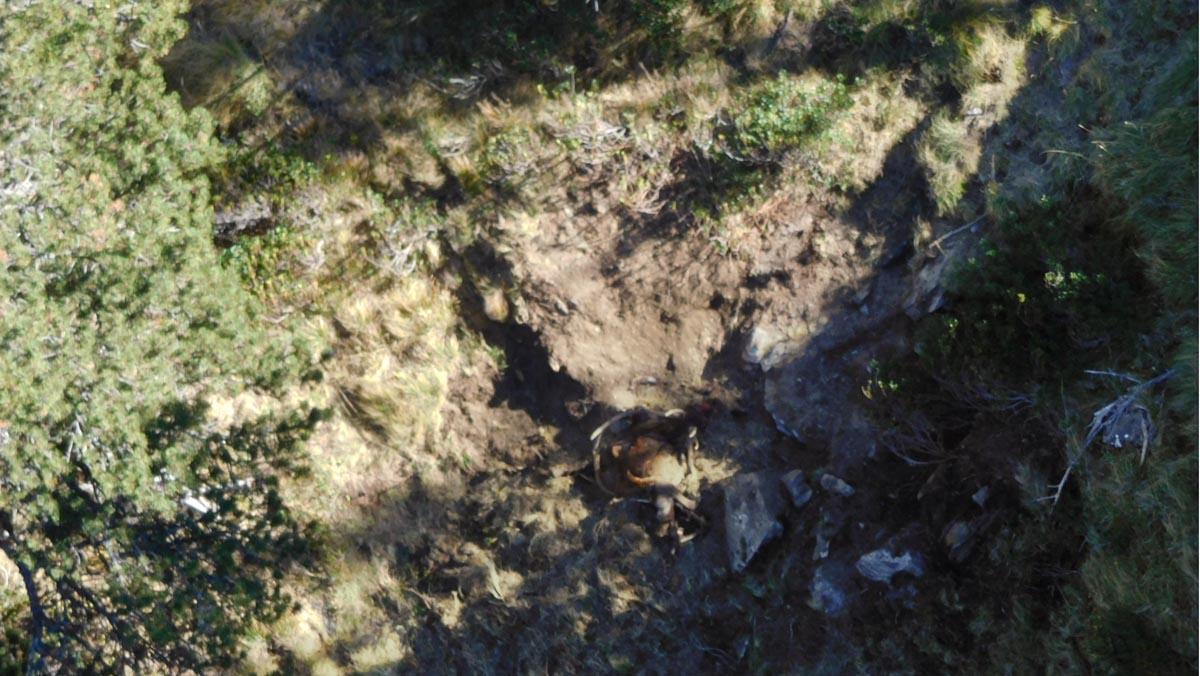 Nuevas imágenes aéreas de oso Goiat en el Pirineo
