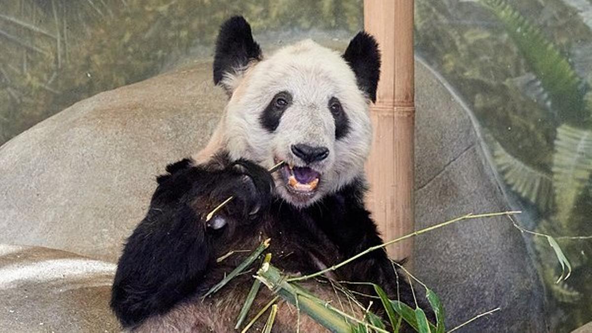 El fin de la diplomacia del oso panda