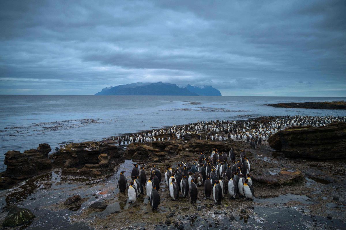 Elefantes marinos rodeados de pingüinos en la Isla Desolación | FOTOS