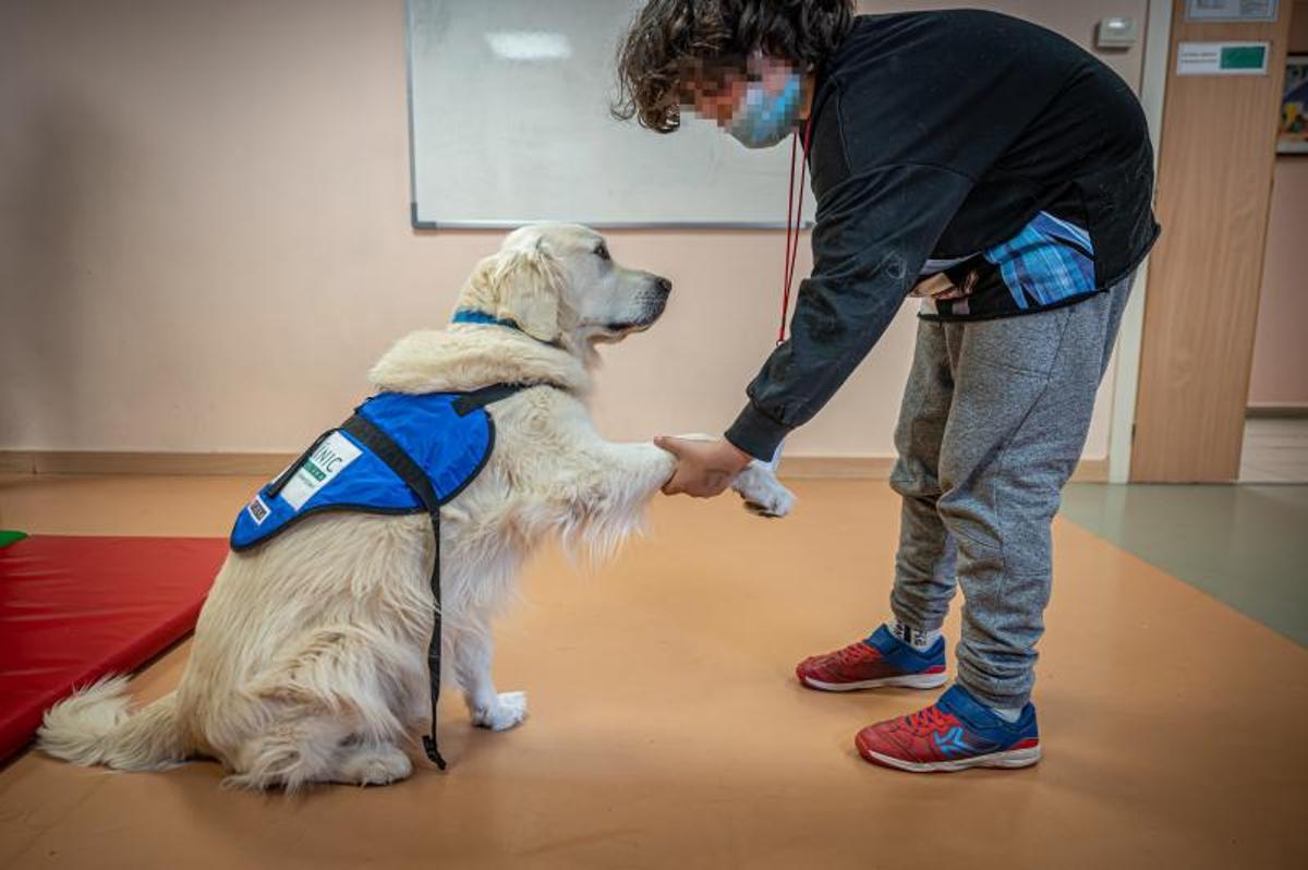 Terapia de salud mental para niños con perros, en el Clínic | FOTOS