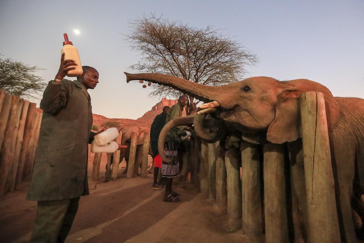 La sequía en Kenia afecta a los elefantes | FOTOS