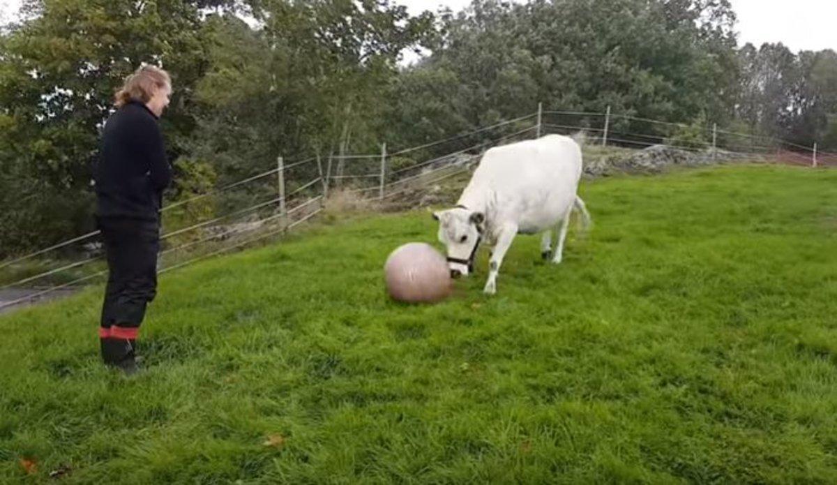 Una vaca demuestra sus aptitudes deportivas con una pelota de pilates