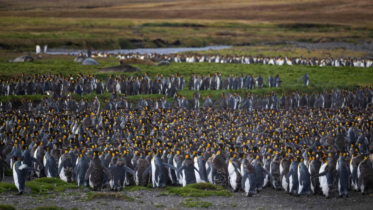 Elefantes marinos rodeados de pingüinos en la Isla Desolación | FOTOS