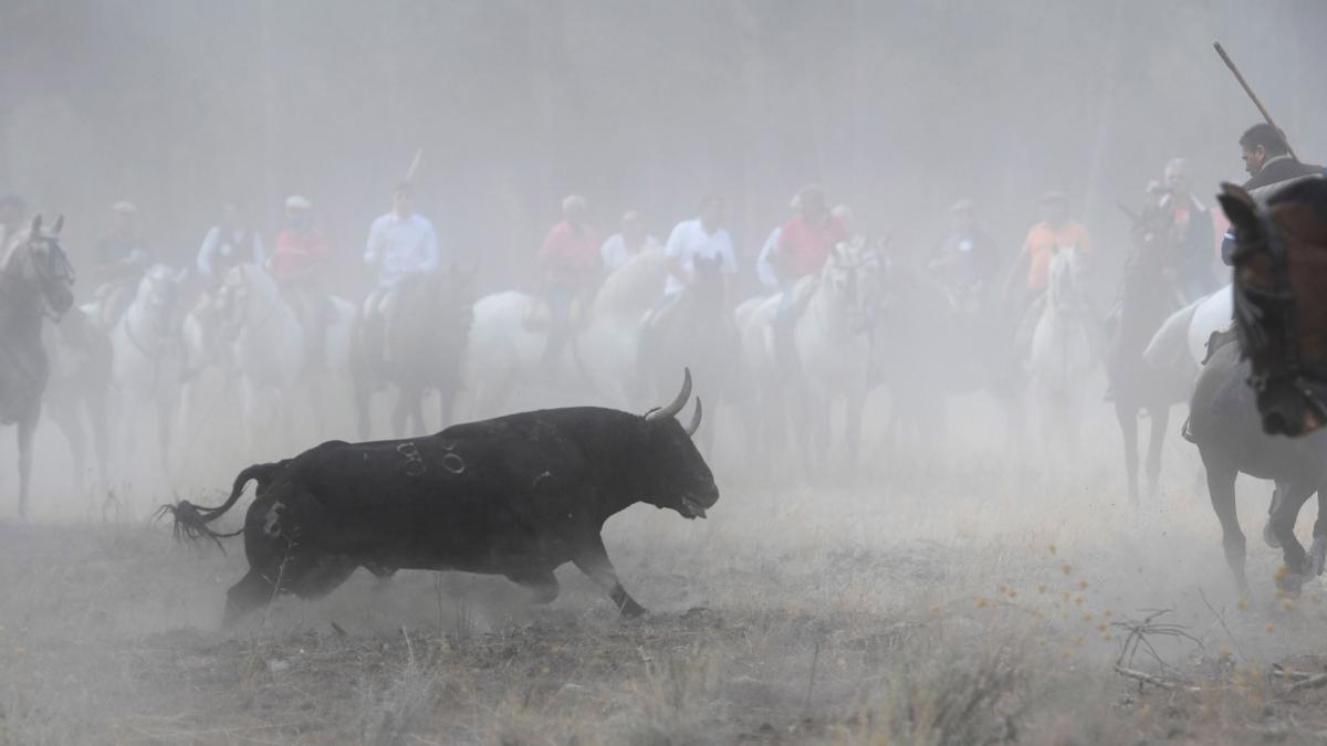 El Toro de la Vega en Tordesillas | FOTOS