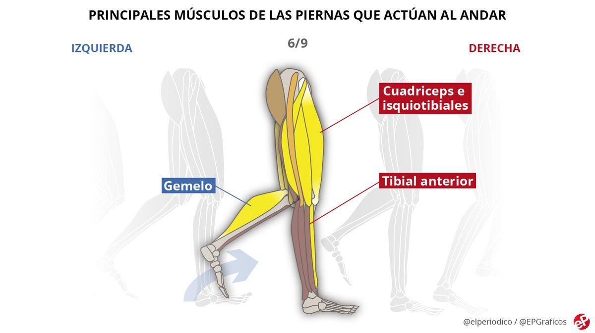 Musculos De La Pierna