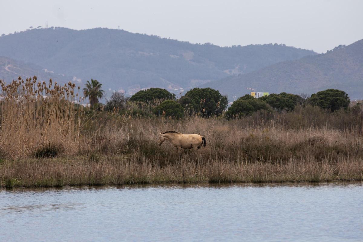 El Remolar-Filipines, humedales de la desembocadura del rio Llobregat ...