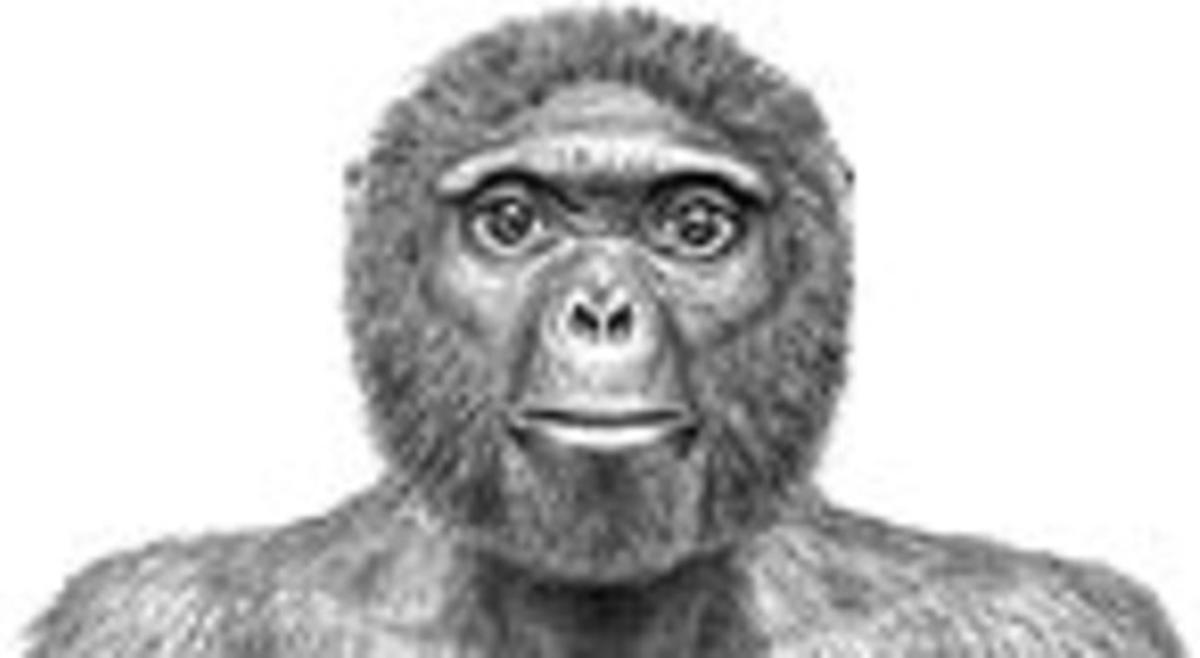 Ardi, la nueva abuela de la humanidad