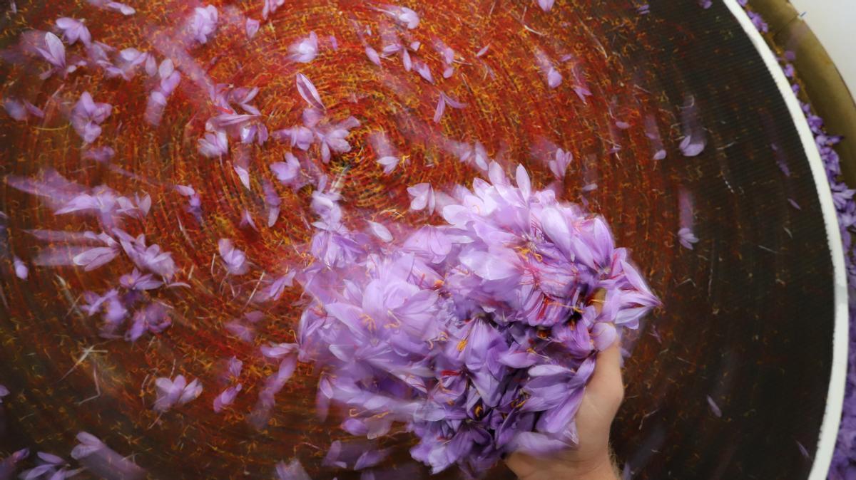 Cultivo de azafrán en la región de Kozani , Grecia