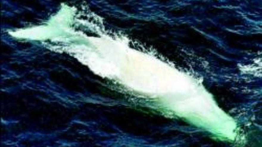 La única ballena jorobada blanca conocida fascina a biólogos y curiosos