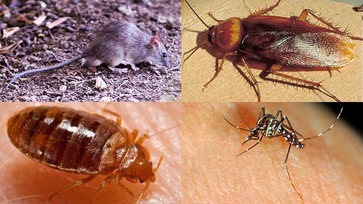 Las ratas han sido la peor plaga que ha sufrido Catalunya este verano