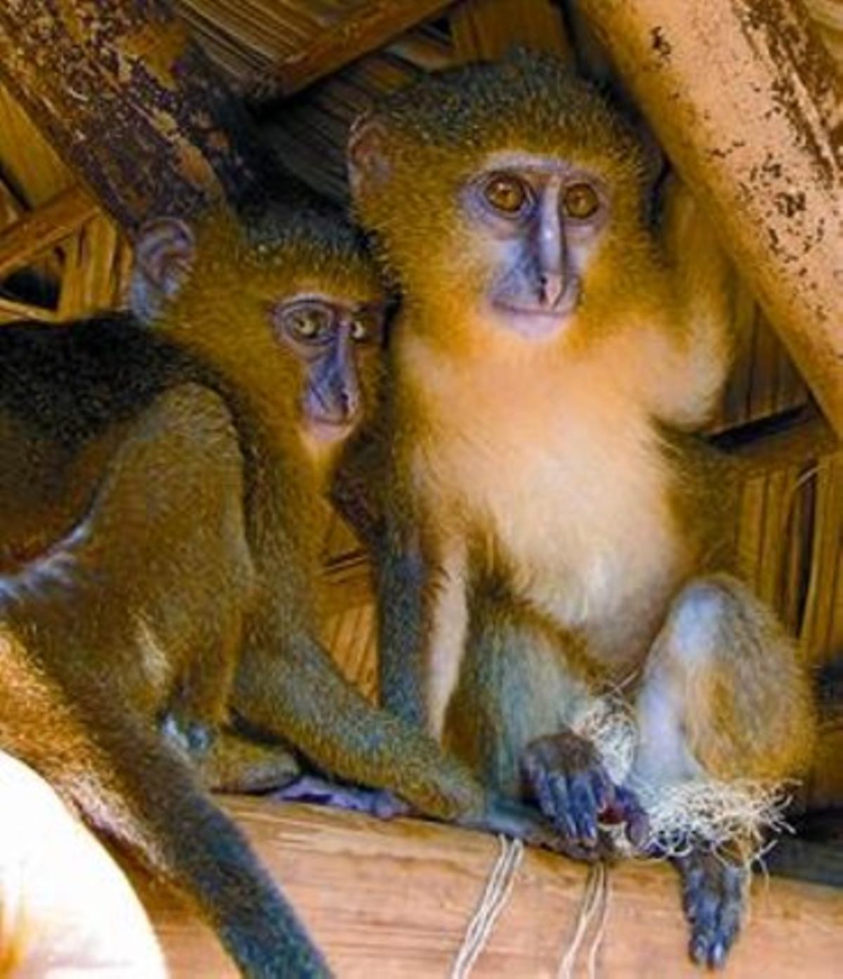 Descubierta en África central una nueva especie de primate