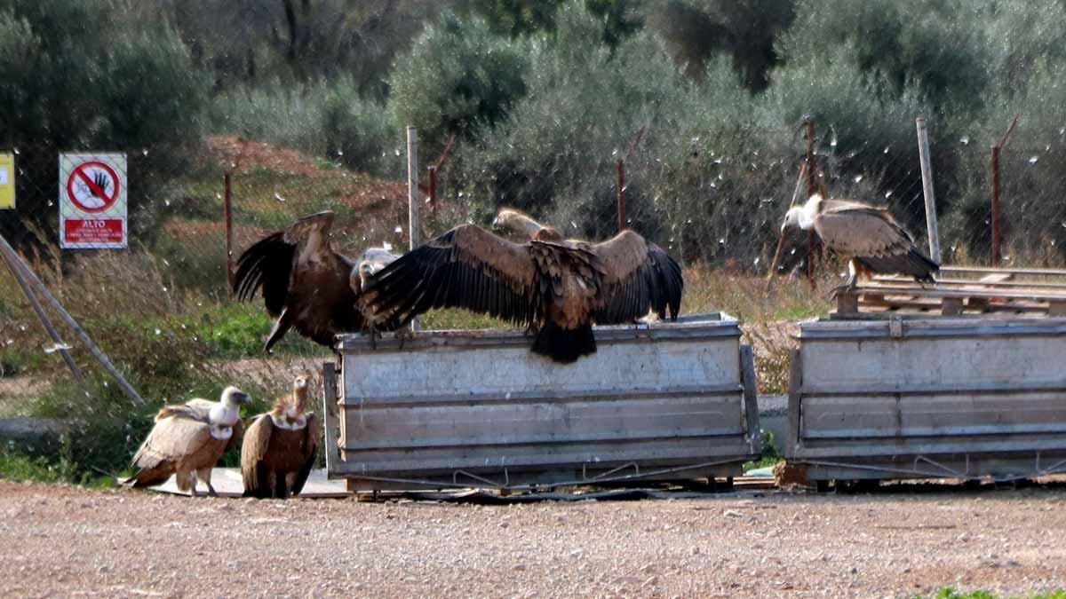 Grupos de buitres se acercan a granjas de Tarragona en busca de comida