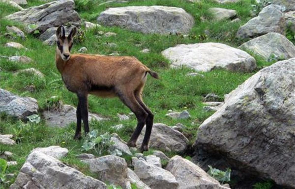Detectan ejemplares de rebecos en Camarasa, en Lleida